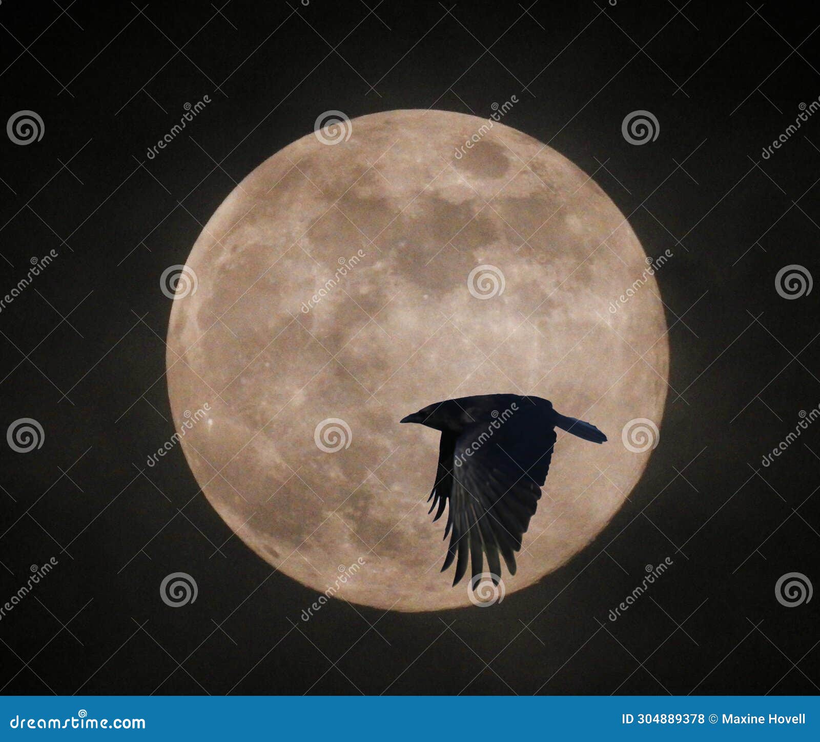 Crow Flying in Front of a Full Moon Stock Photo - Image of flying ...