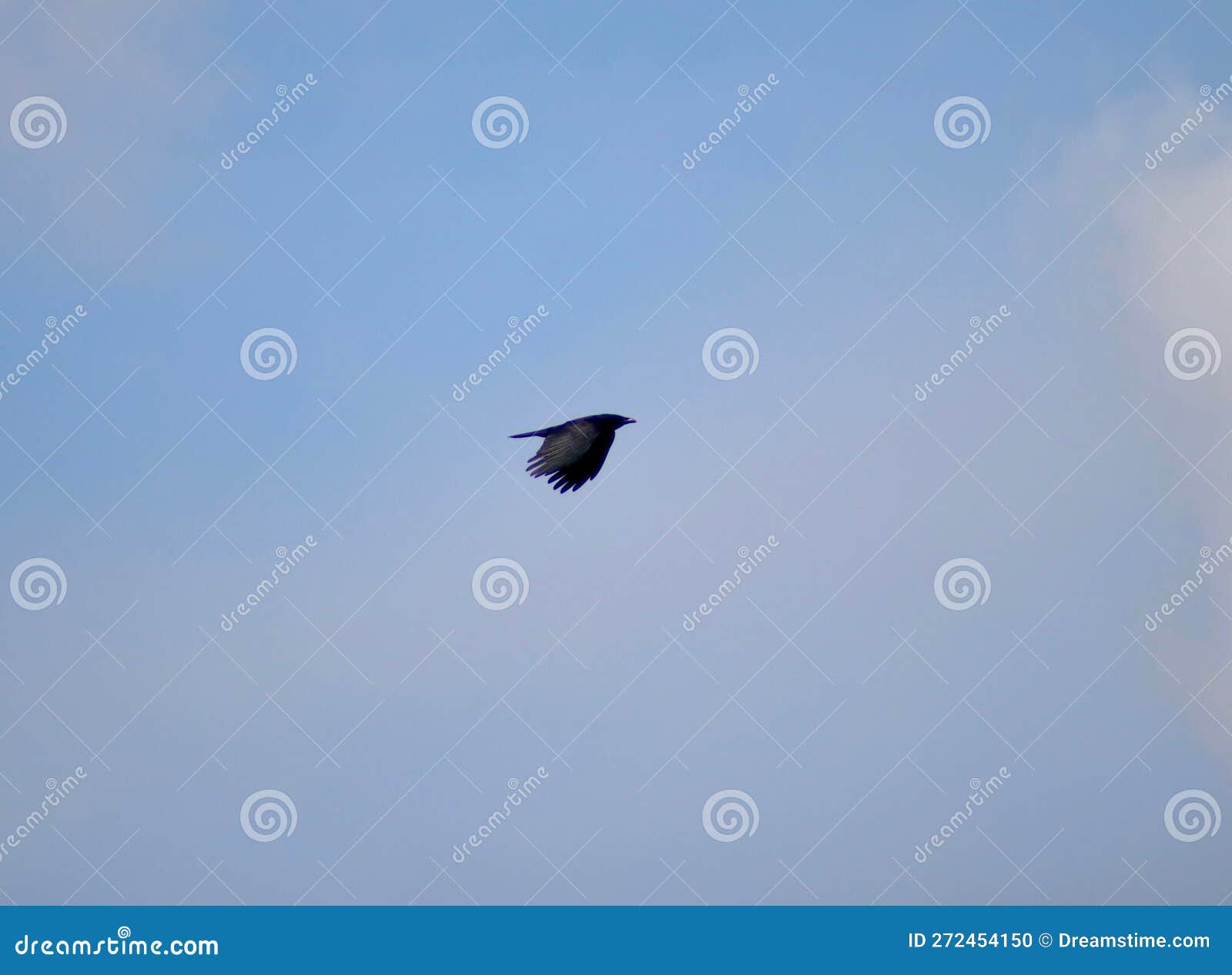 Crow Flying High Up in Blue Skies Stock Photo - Image of feathers ...