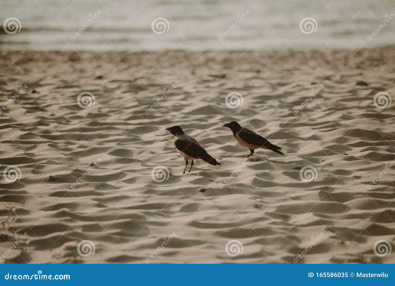 Crow Flying Low Over Sandy Beach. Baltic Sea Stock Image - Image of ...