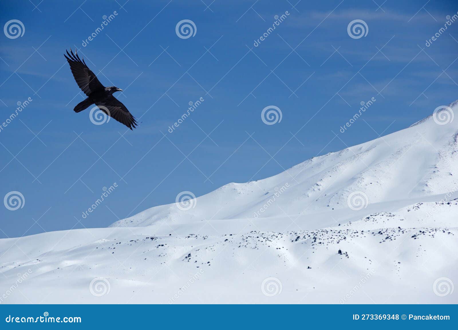 Crow Flying Silhouette Stock Image | CartoonDealer.com #469387