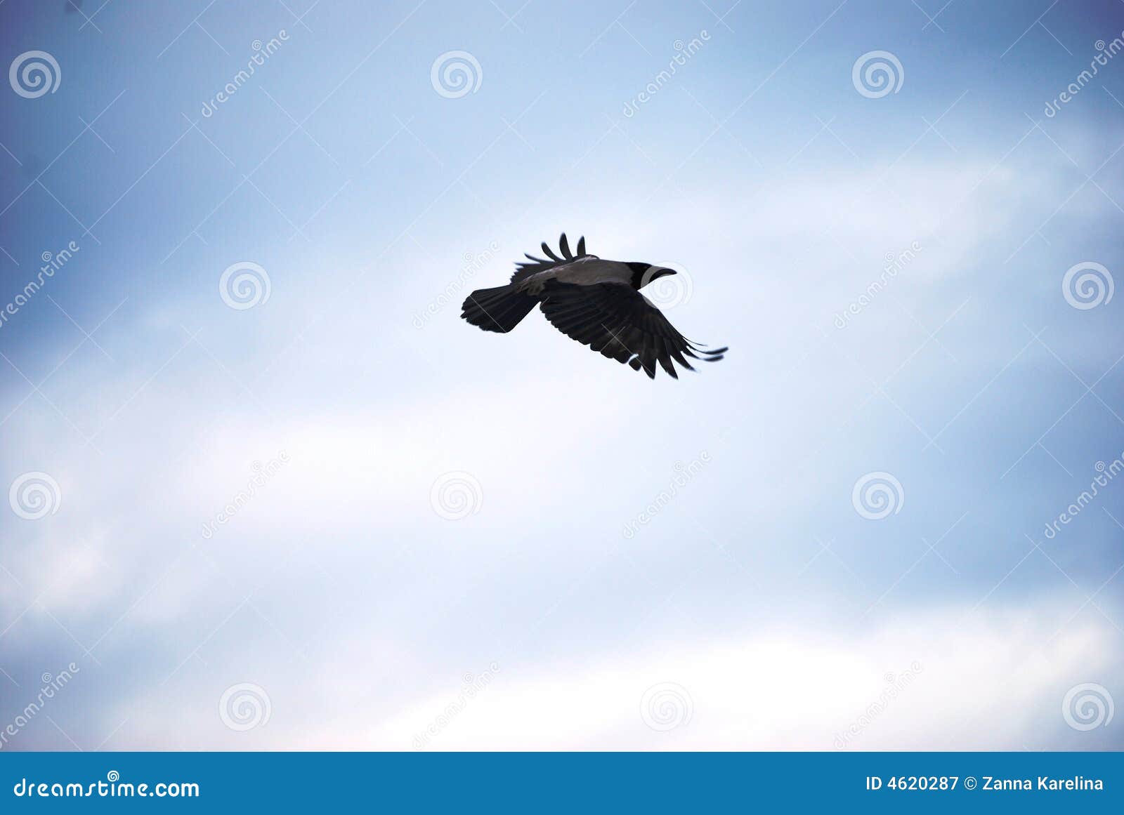 Crow flying in the sky stock image. Image of pigeon, black - 4620287