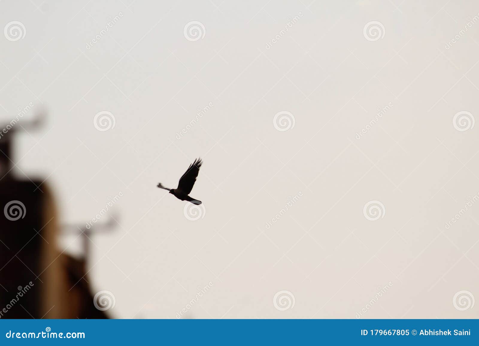 Crow Flying in the Sky stock image. Image of outdoors - 179667805