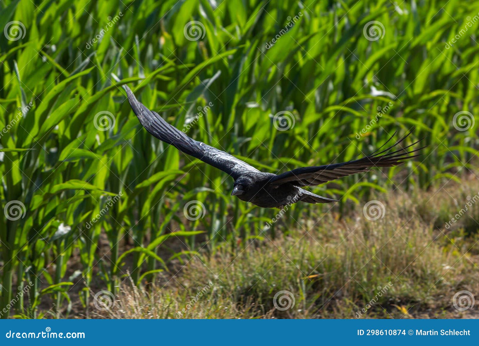 Crow Flying with Spread Wings Stock Photo - Image of corvus, bird ...