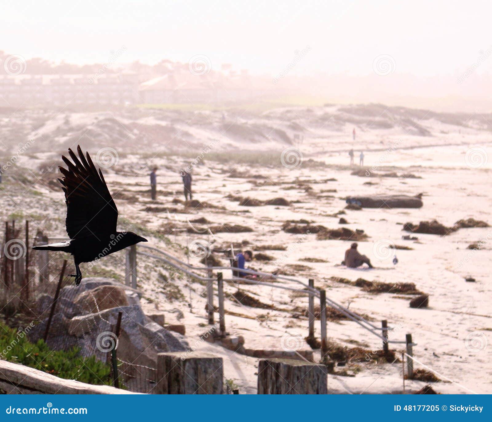 A crow flying stock image. Image of beach, crow, taking - 48177205