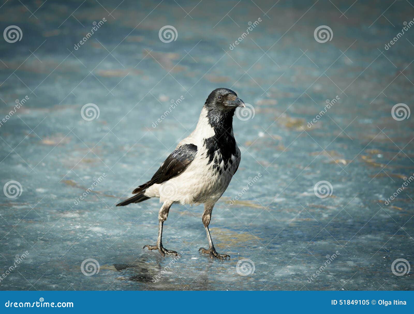 Crow on frozen river stock image. Image of water, winter - 51849105
