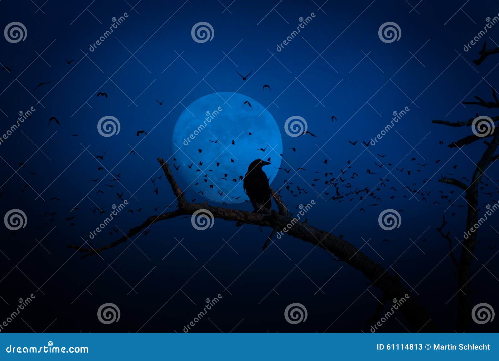 Crow at full moon stock image. Image of mystic, branch - 61114813
