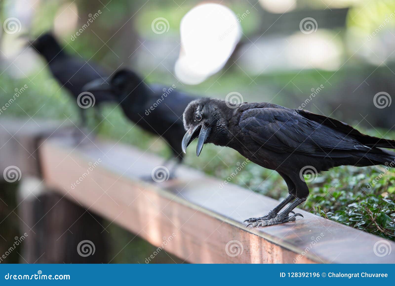1,818 Raven Garden Stock Photos - Free & Royalty-Free Stock Photos from ...