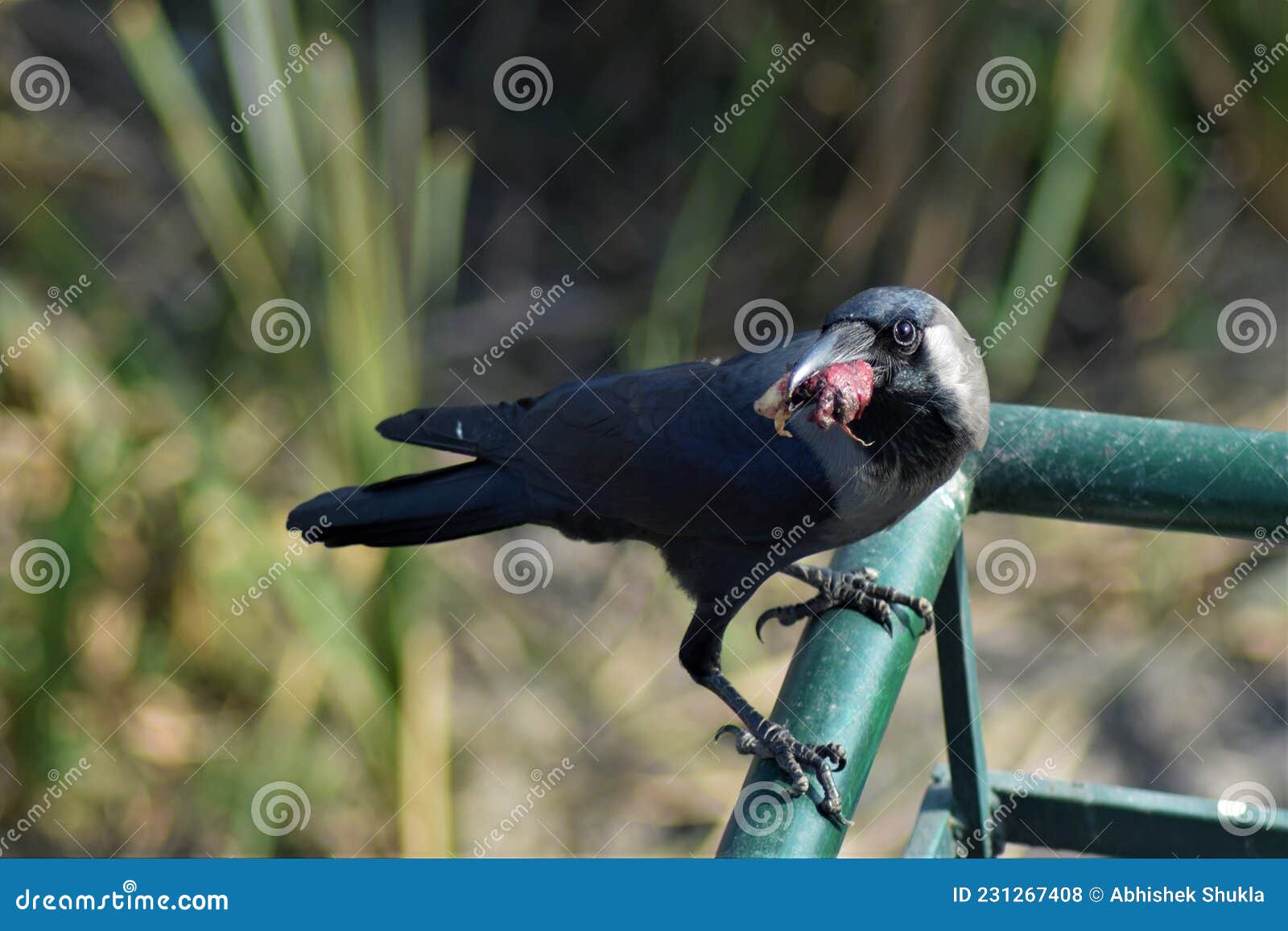 Crow Giving One Hell of a Look Stock Photo - Image of look, giving ...