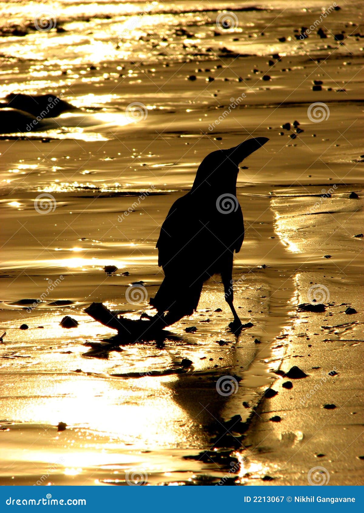 498 Shining Crow Stock Photos - Free & Royalty-Free Stock Photos from ...