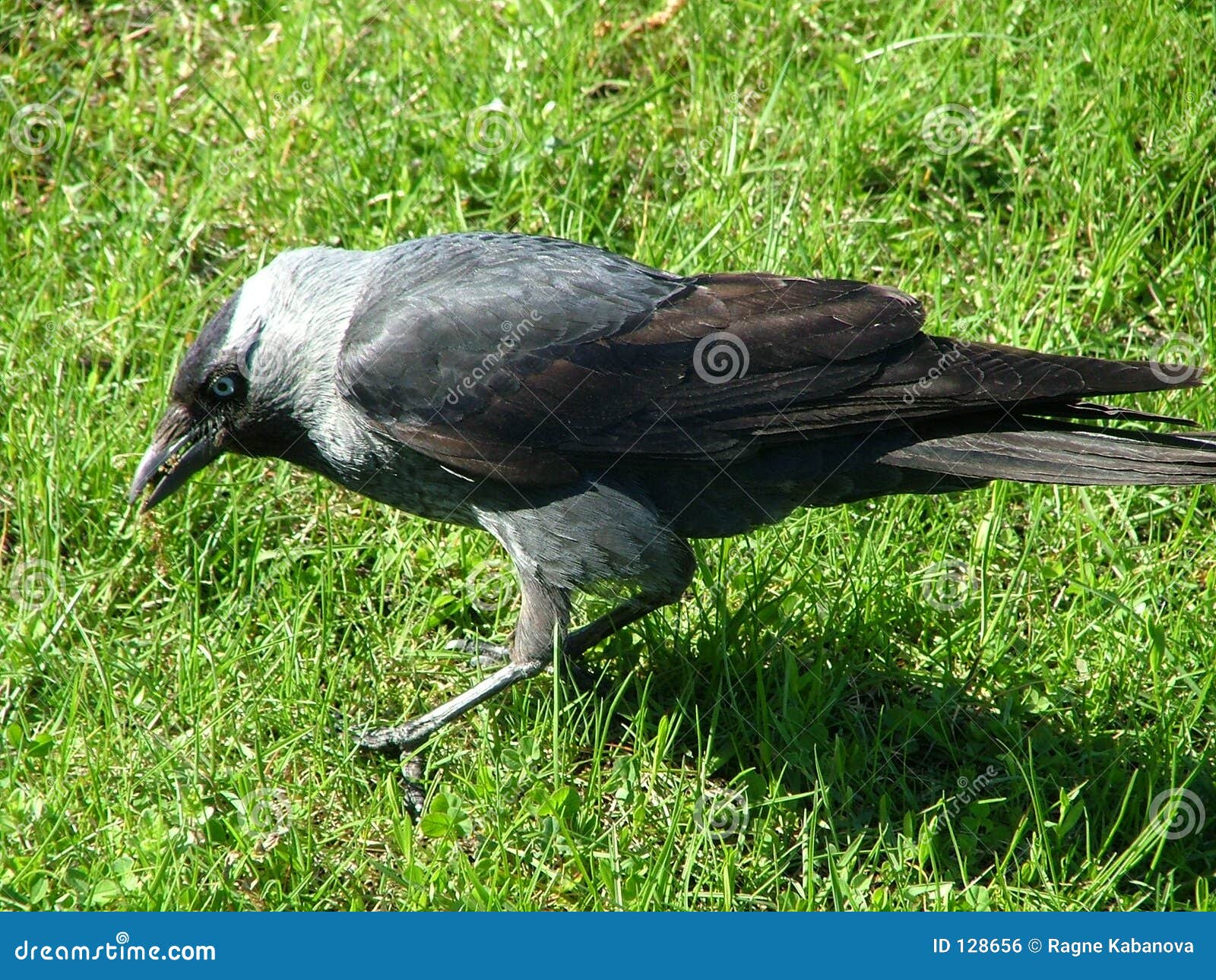 Crow in the grass stock photo. Image of grass, green, profile - 128656