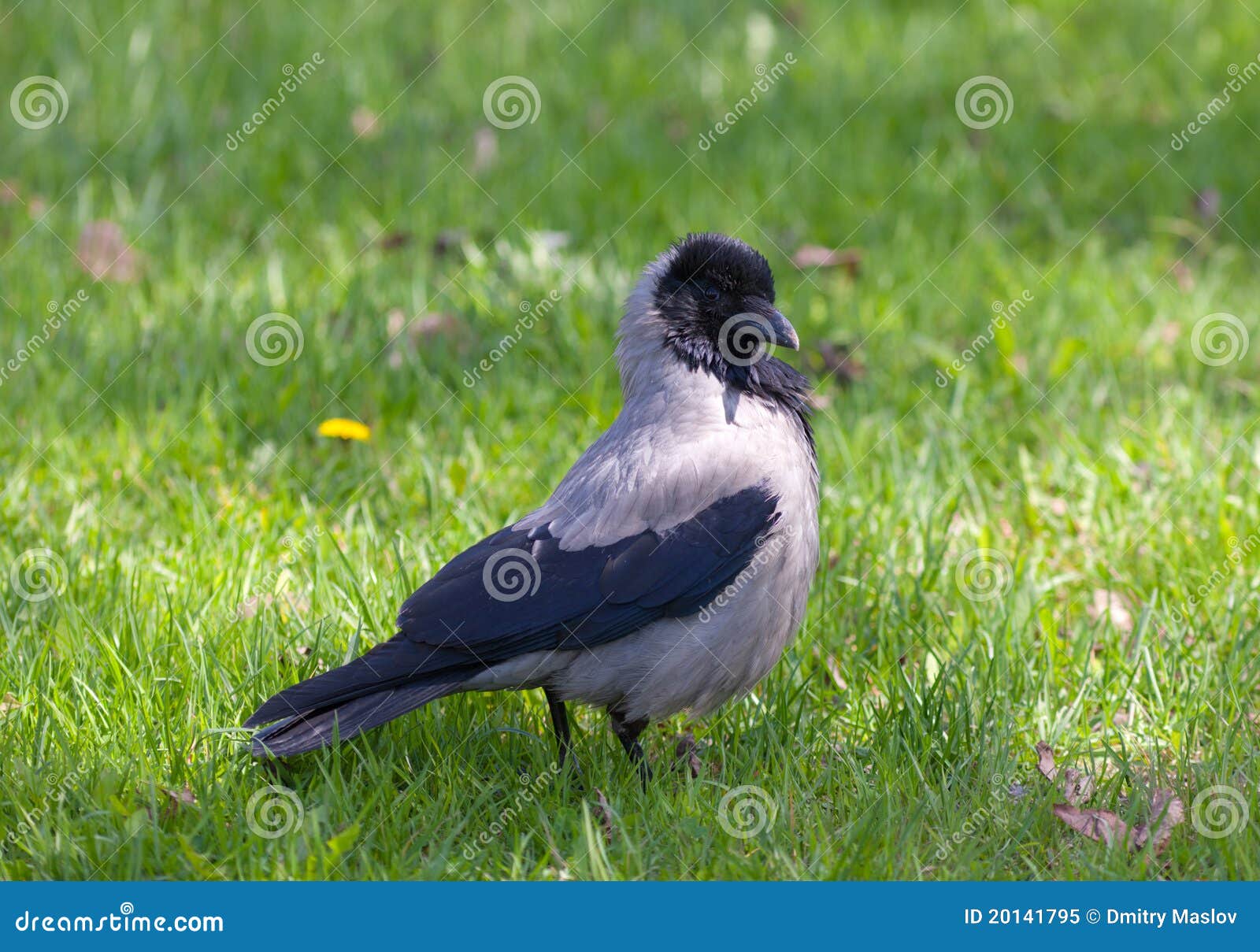 Crow in a grass stock image. Image of nature, color, feathers - 20141795