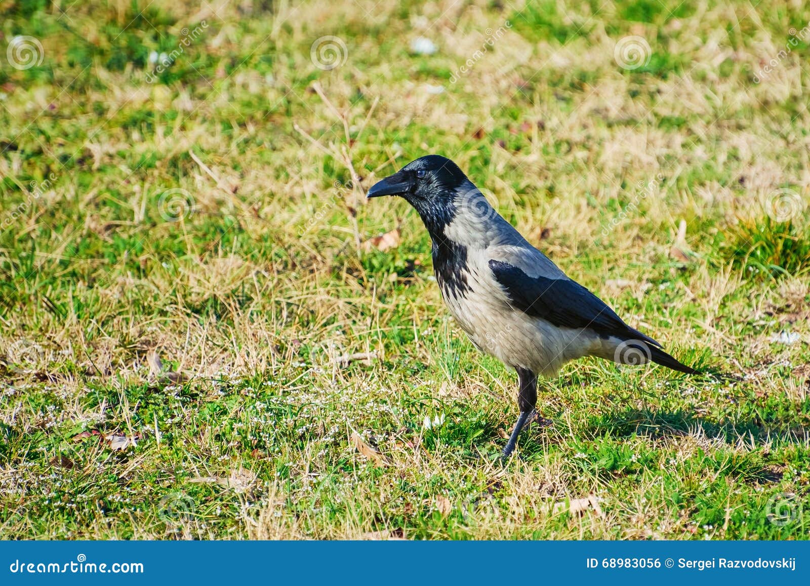 Crow on Grass stock photo. Image of passerine, perched - 68983056