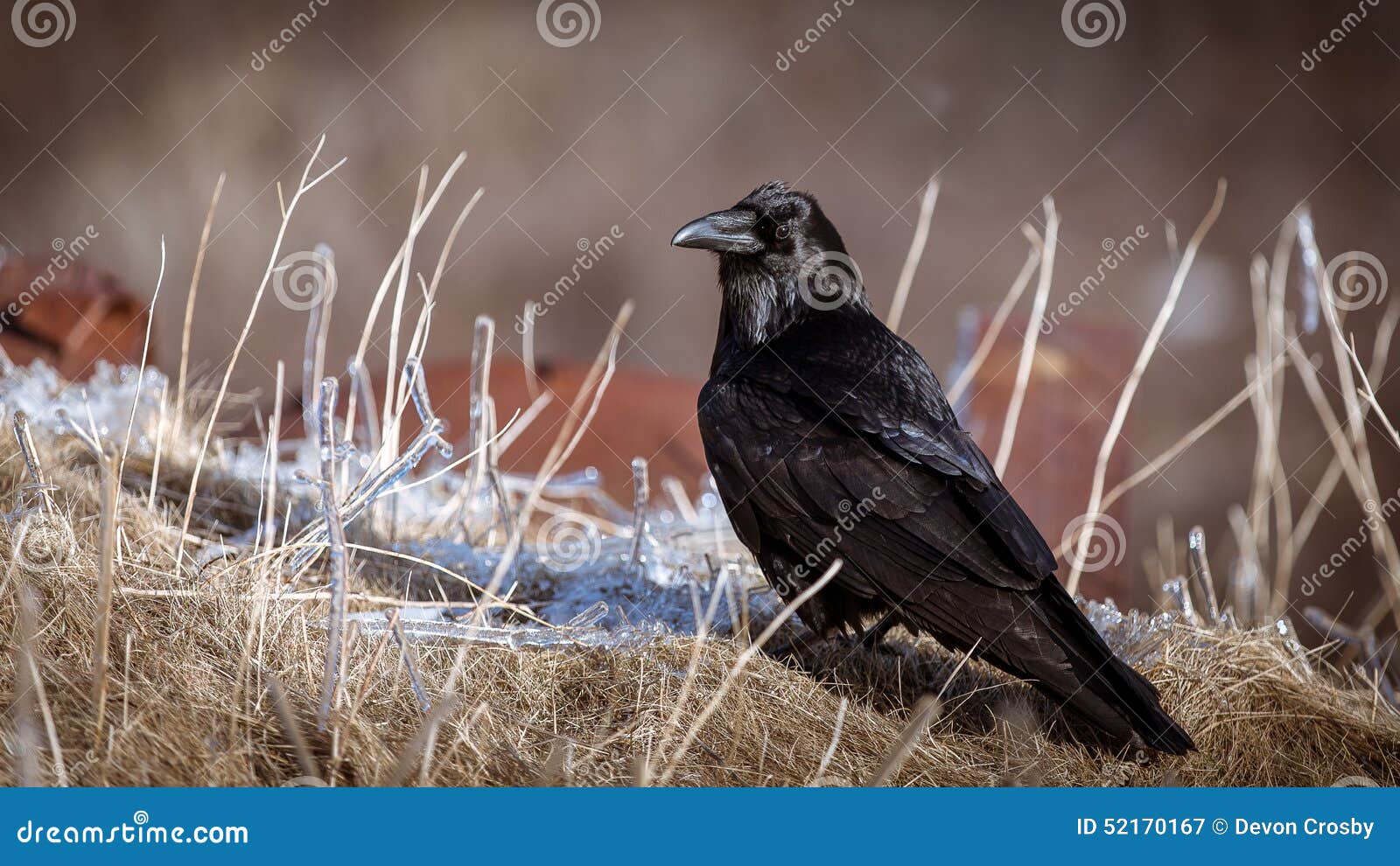 Crow in the grass stock image. Image of signal, hill - 52170167