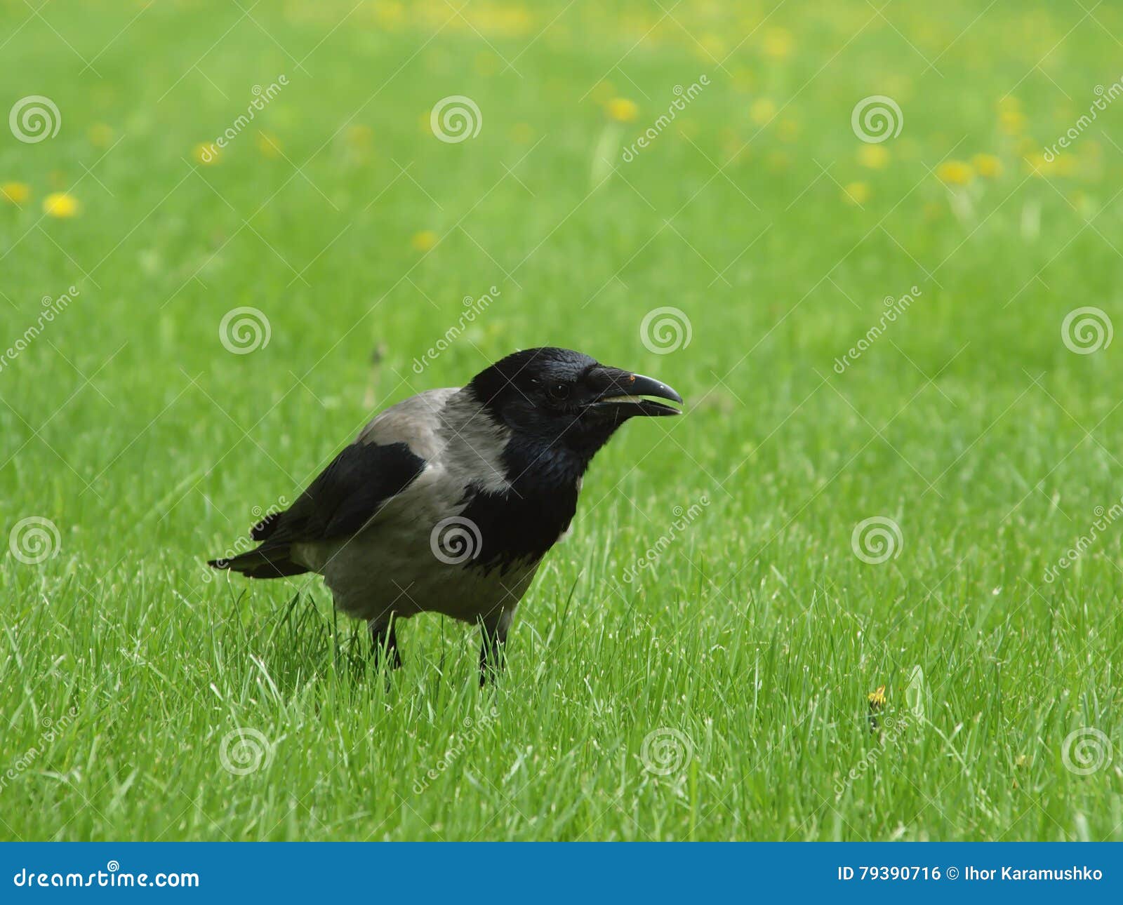 Crow on the grass stock photo. Image of raven, nature - 79390716