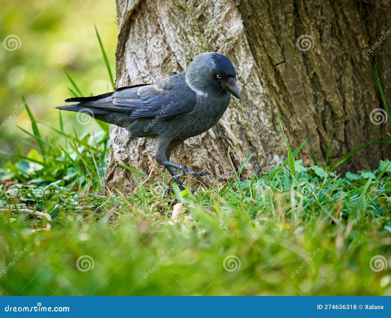 Crow in the grass stock photo. Image of ground, corvus - 274636318
