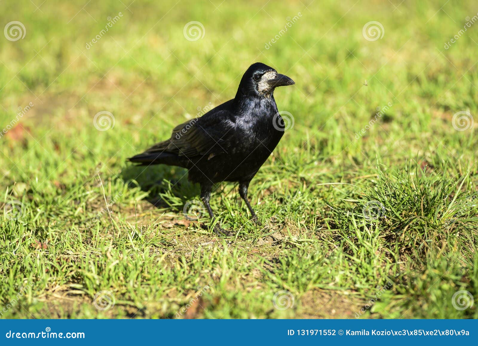 Crow on the grass stock photo. Image of british, black - 131971552