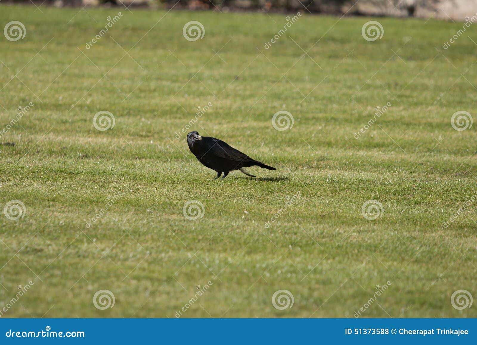 Crow in Grass Field stock photo. Image of wild, outdoor - 51373588