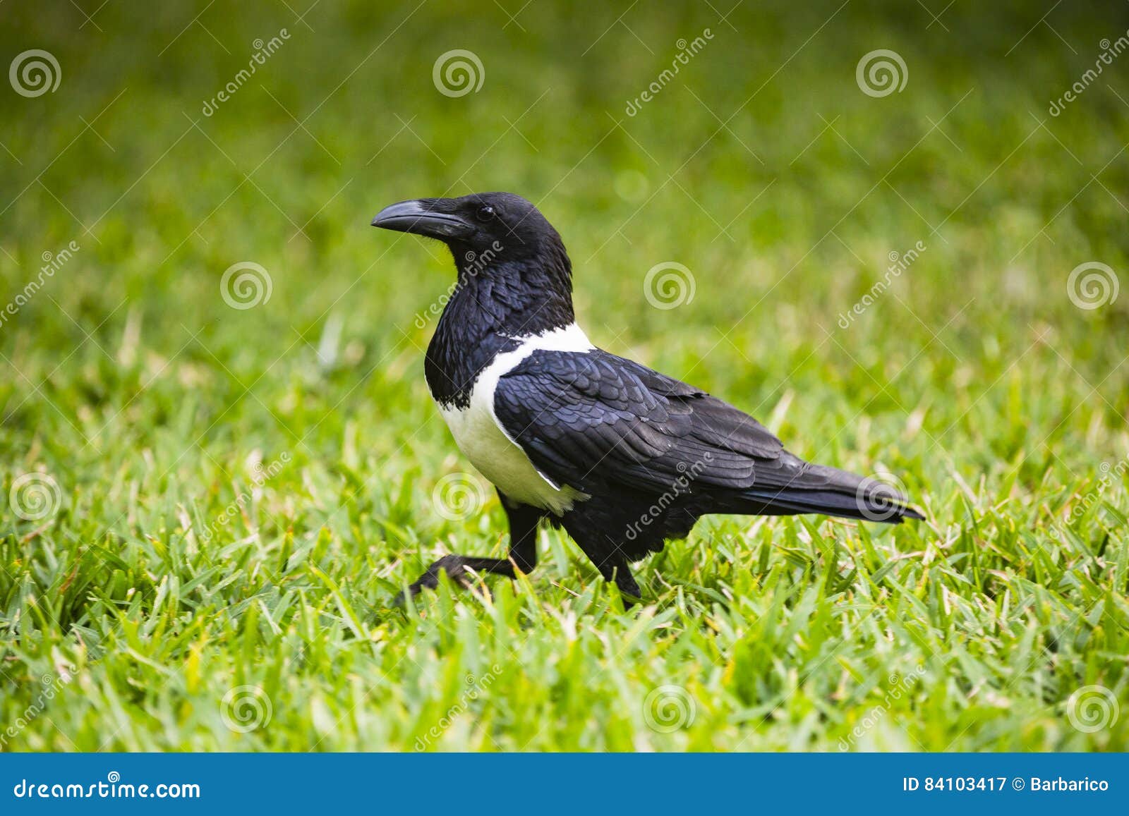 Crow in the grass stock image. Image of africa, season - 84103417