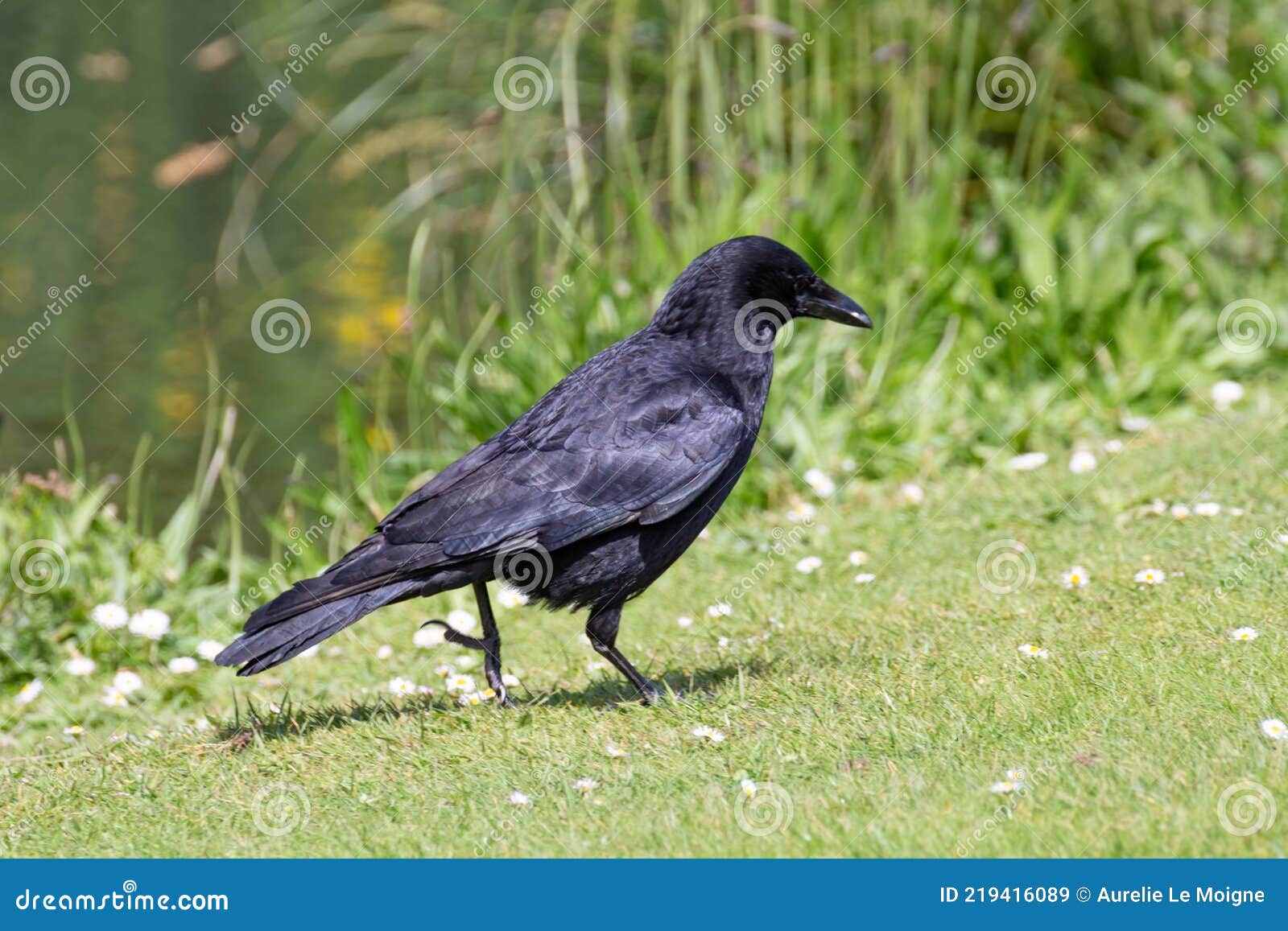 Crow on grass stock image. Image of wildlife, corone - 219416089