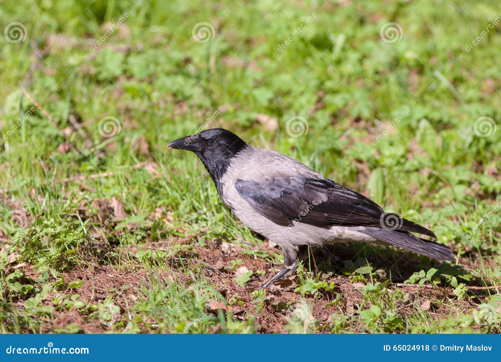 Crow in the grass stock photo. Image of crow, black, outdoors - 65024918