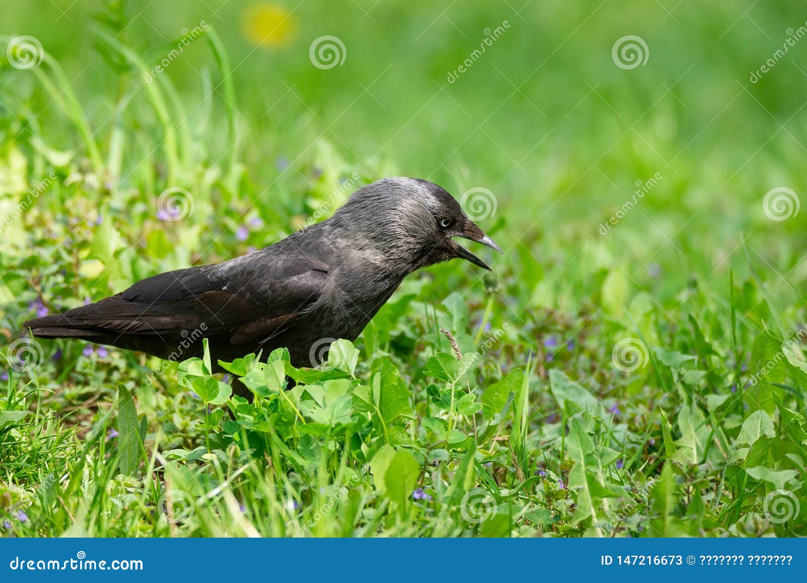Crow on the grass stock image. Image of meadow, black - 147216673