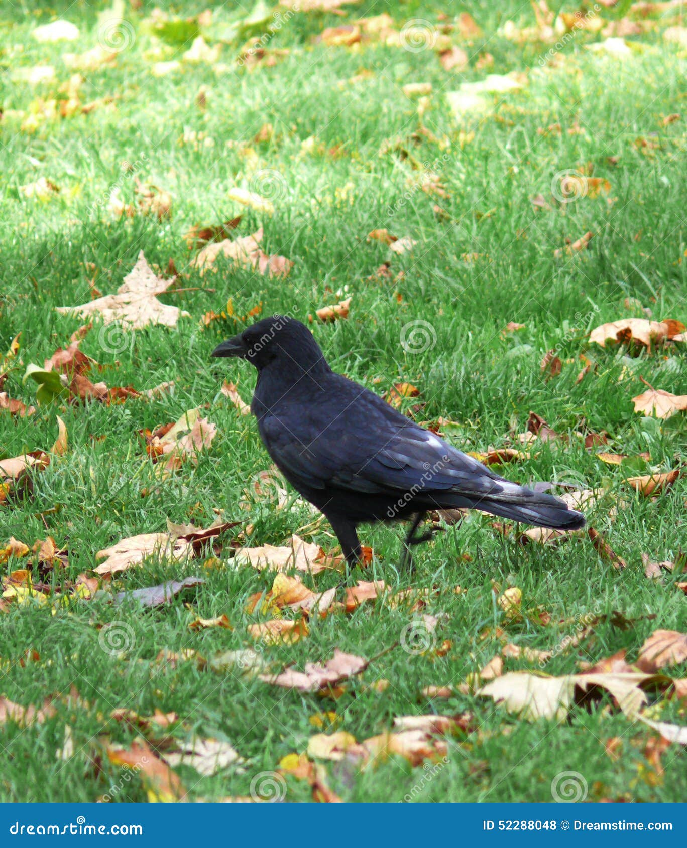 Crow on the Grass stock photo. Image of cute, green, intelligent - 52288048