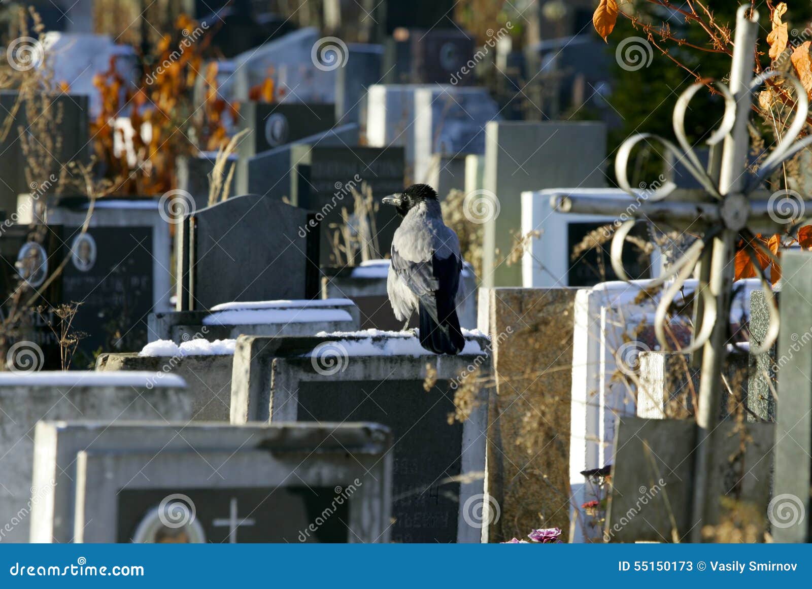 Crow on a gravestone stock image. Image of death, autumn - 55150173