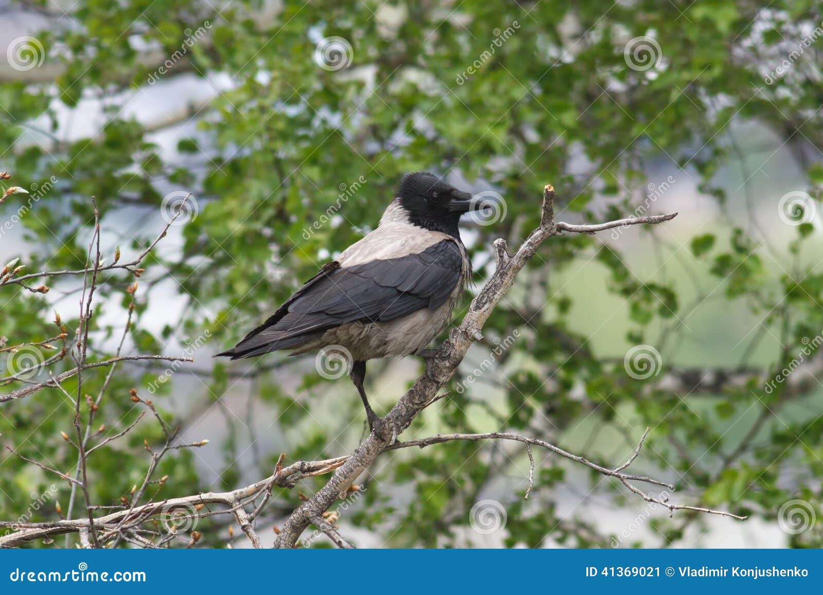 Crow stock image. Image of green, beak, feathers, leaf - 41369021