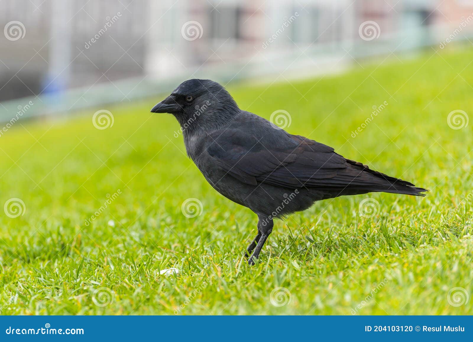 Crow on the green grass stock photo. Image of view, rook - 204103120