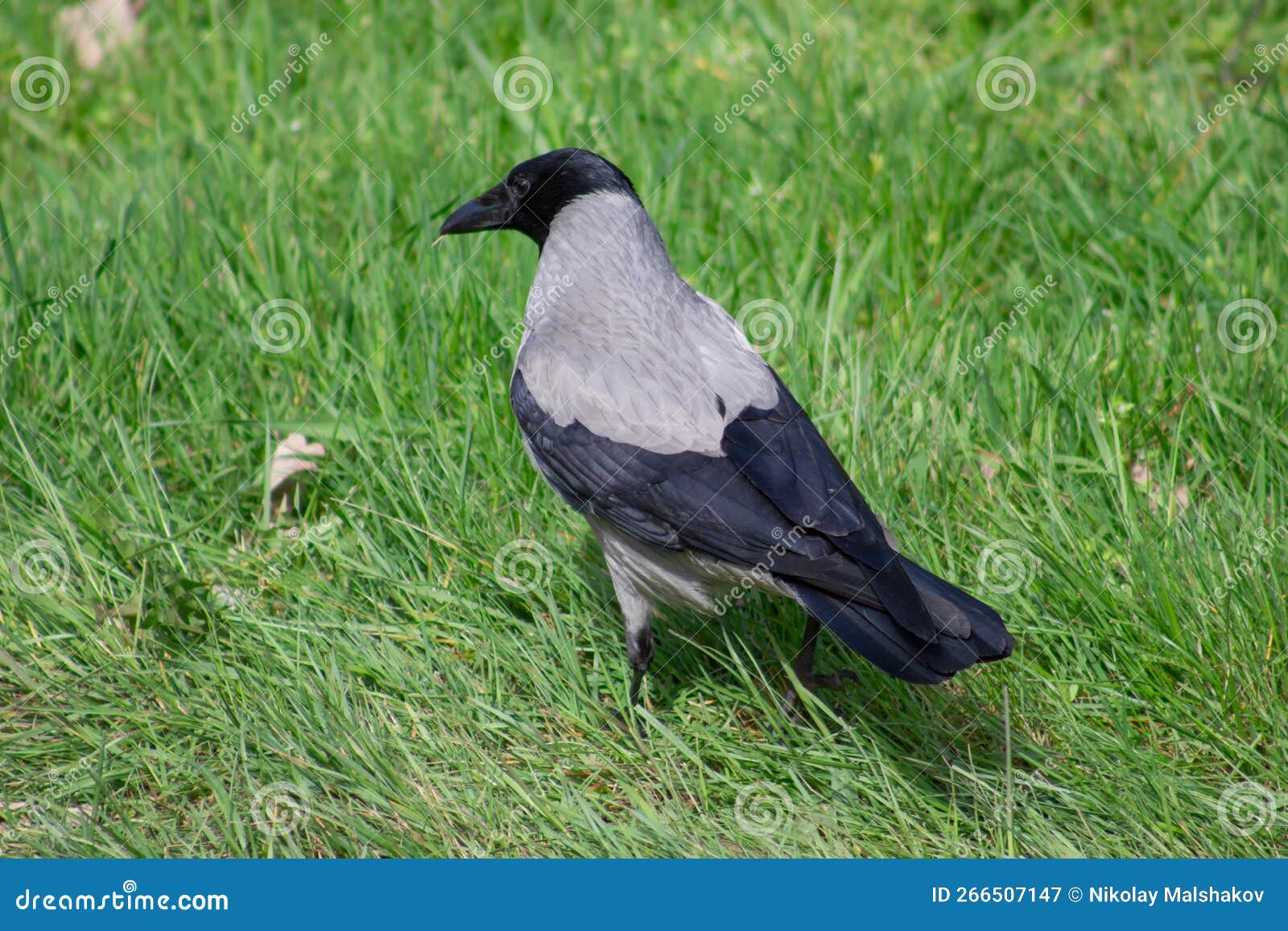 Crow on Green Grass. Close-up of a Bird. Stock Image - Image of raven ...