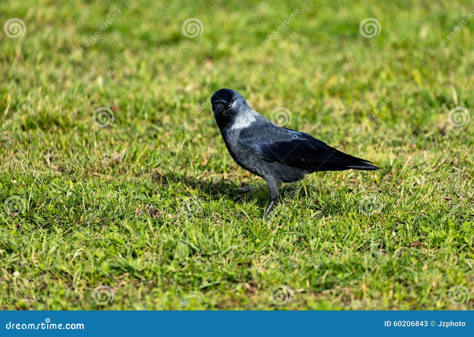 Crow on Green Grass Looking into Camera Stock Image - Image of october ...