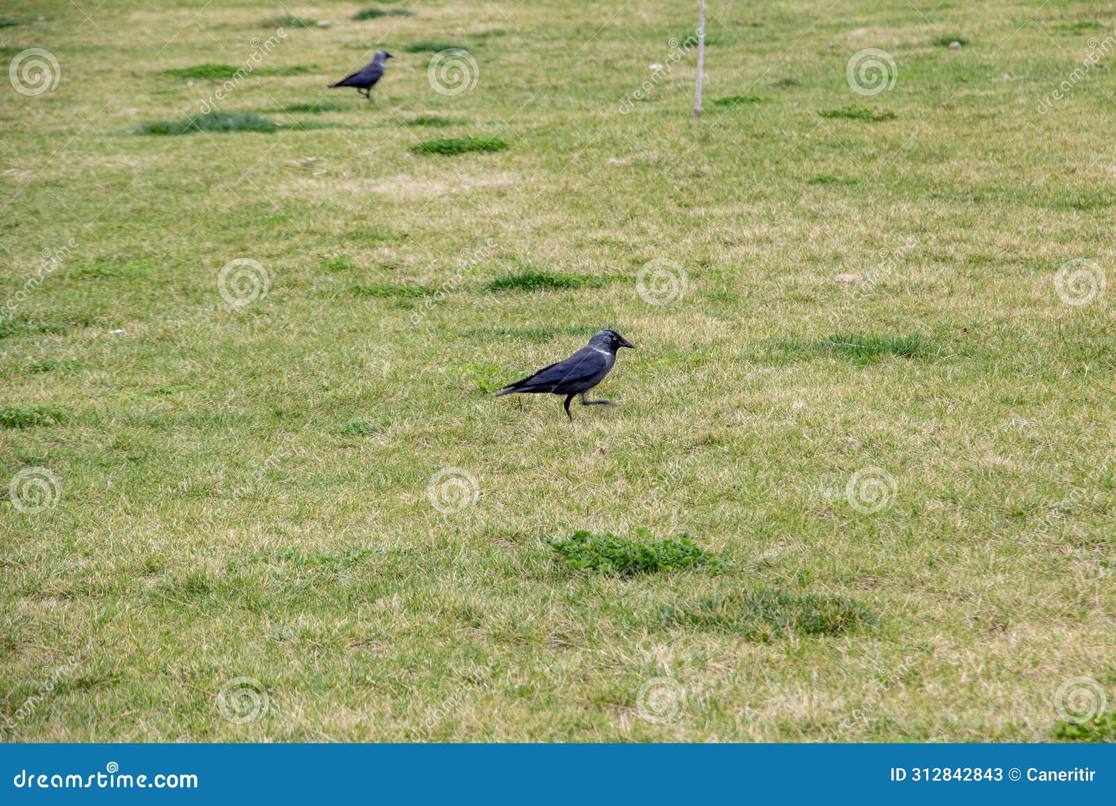 Crow on the Green Grass in the Park. Bird on the Grass Stock Image ...