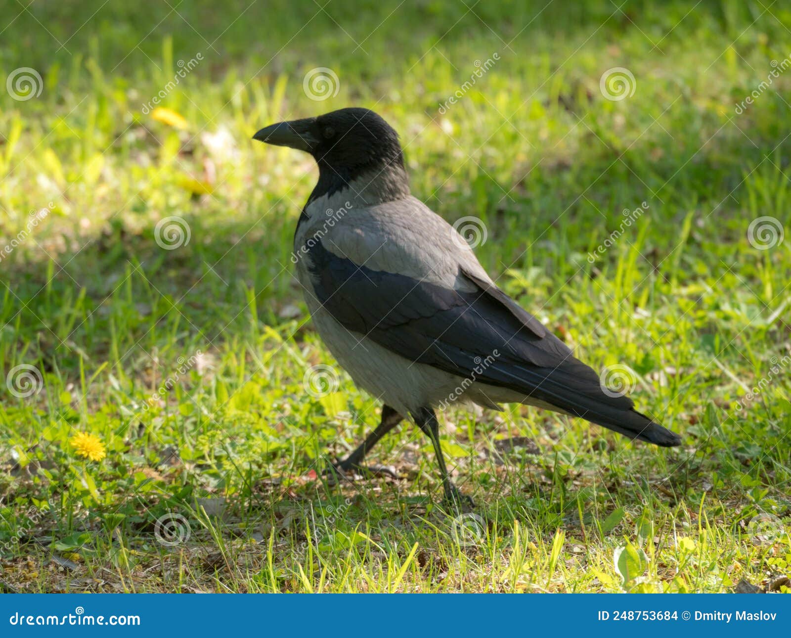 Crow on the green grass stock photo. Image of animal - 248753684