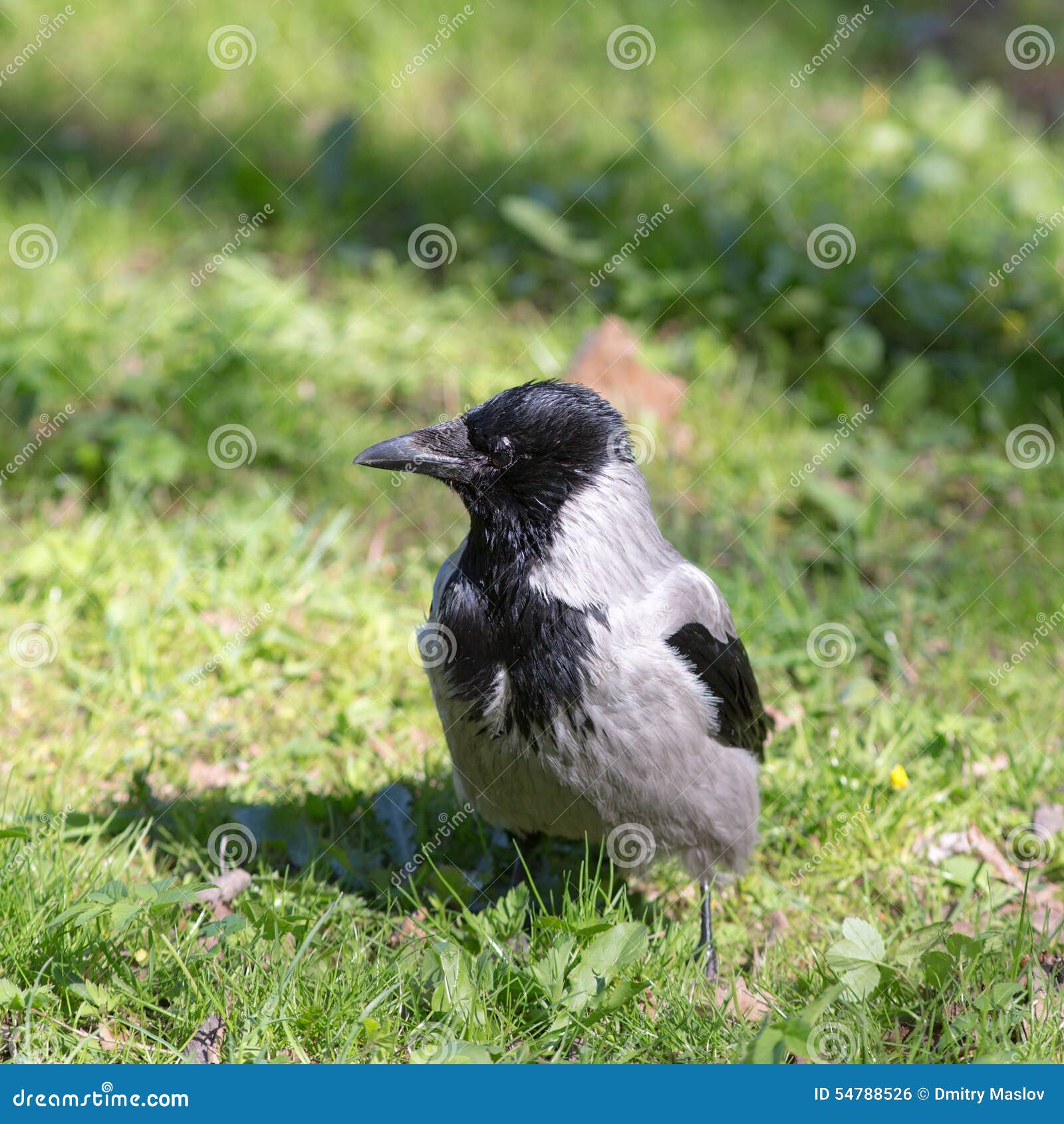Crow on the green grass stock photo. Image of crow, nature - 54788526