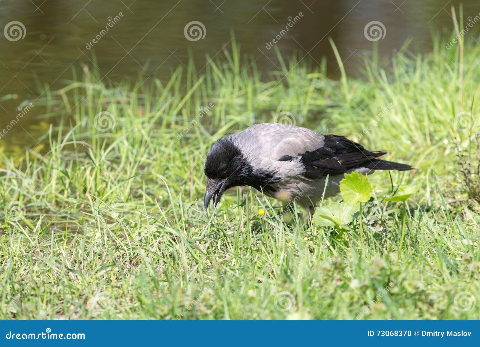 Crow in the green grass stock photo. Image of spring - 73068370