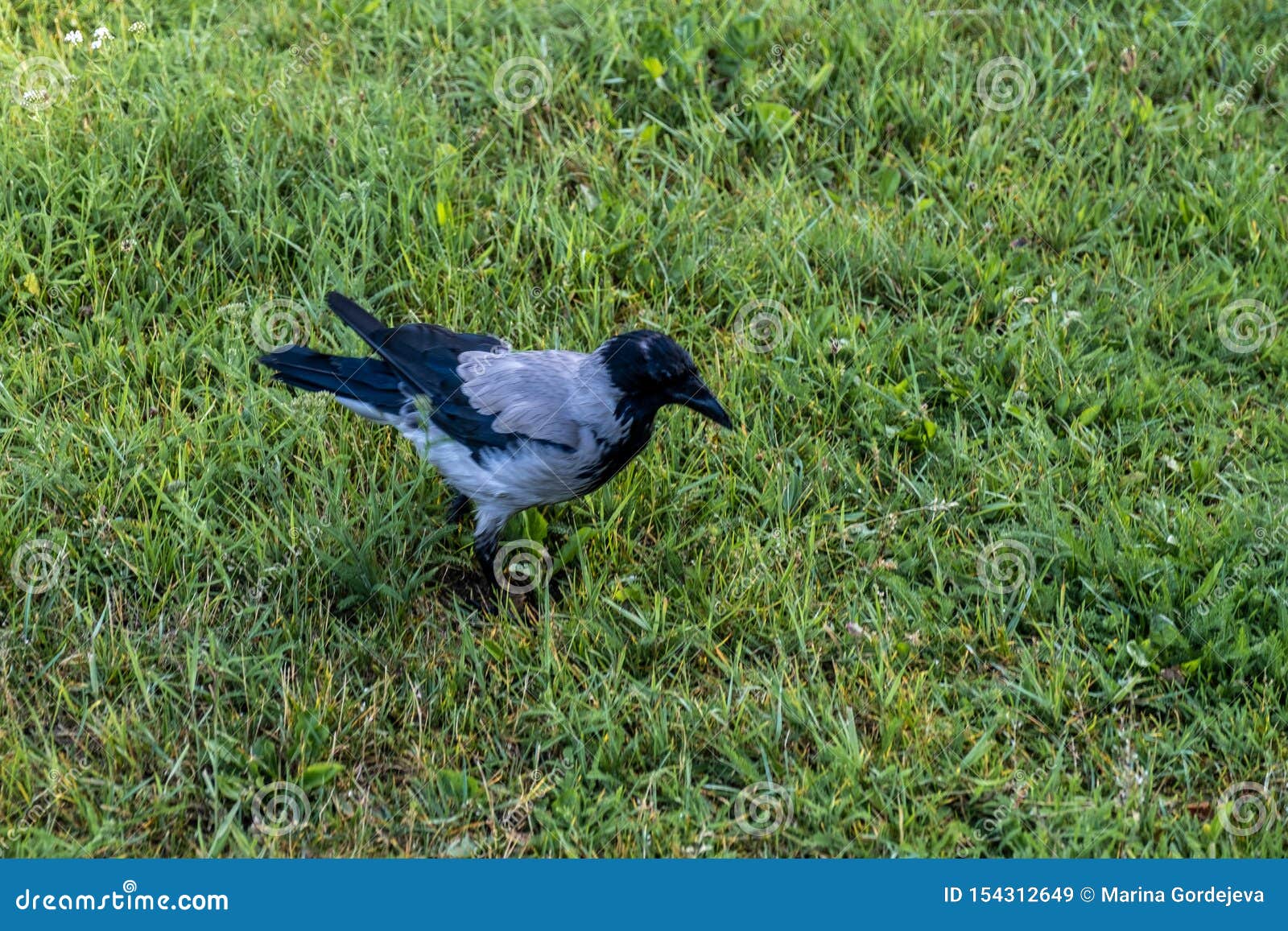 Crow on Green Grass in Summer Field Stock Image - Image of wildlife ...