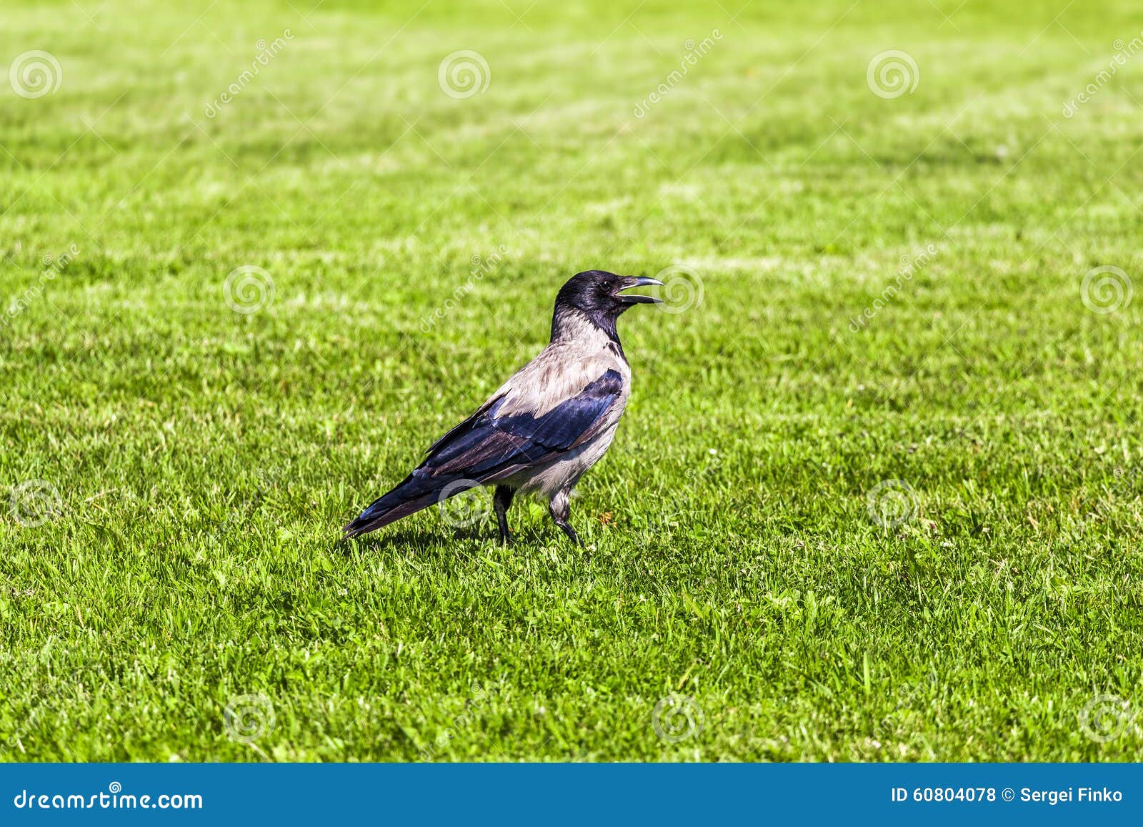 The crow on the green lawn stock photo. Image of feather - 60804078