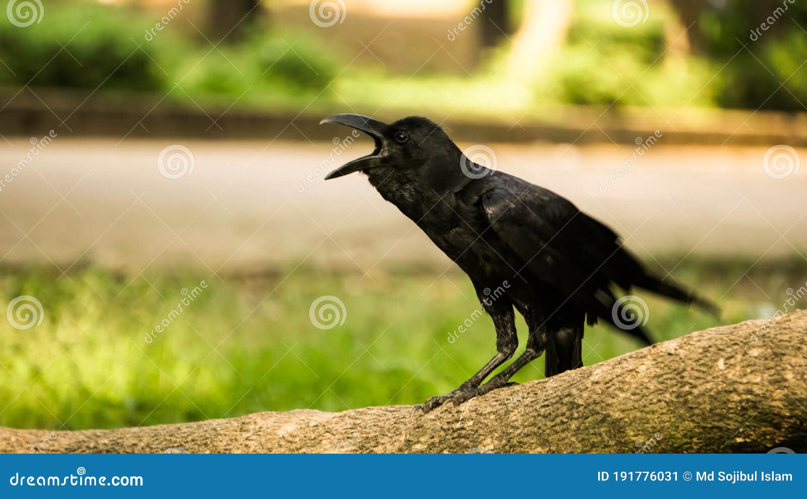 Crows Stand Alone with Nature Stock Image - Image of angry, moody ...