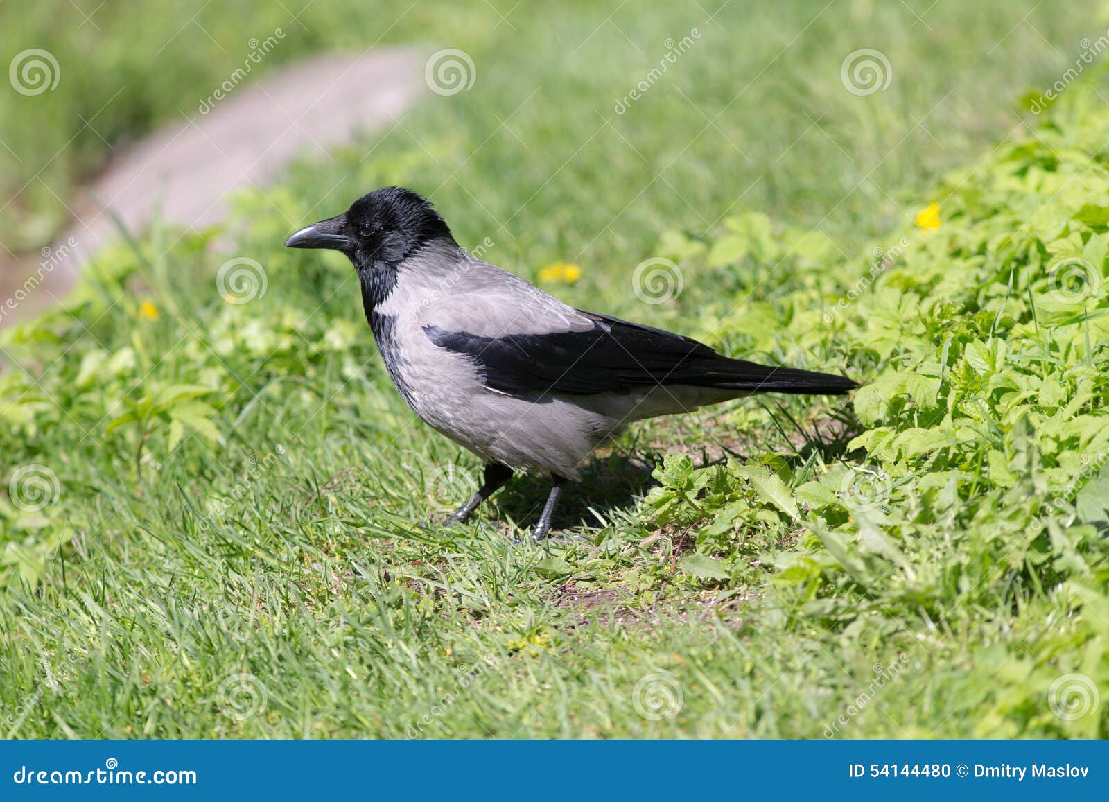 Crow on the Green Spring Grass Stock Photo - Image of outdoors, nature ...