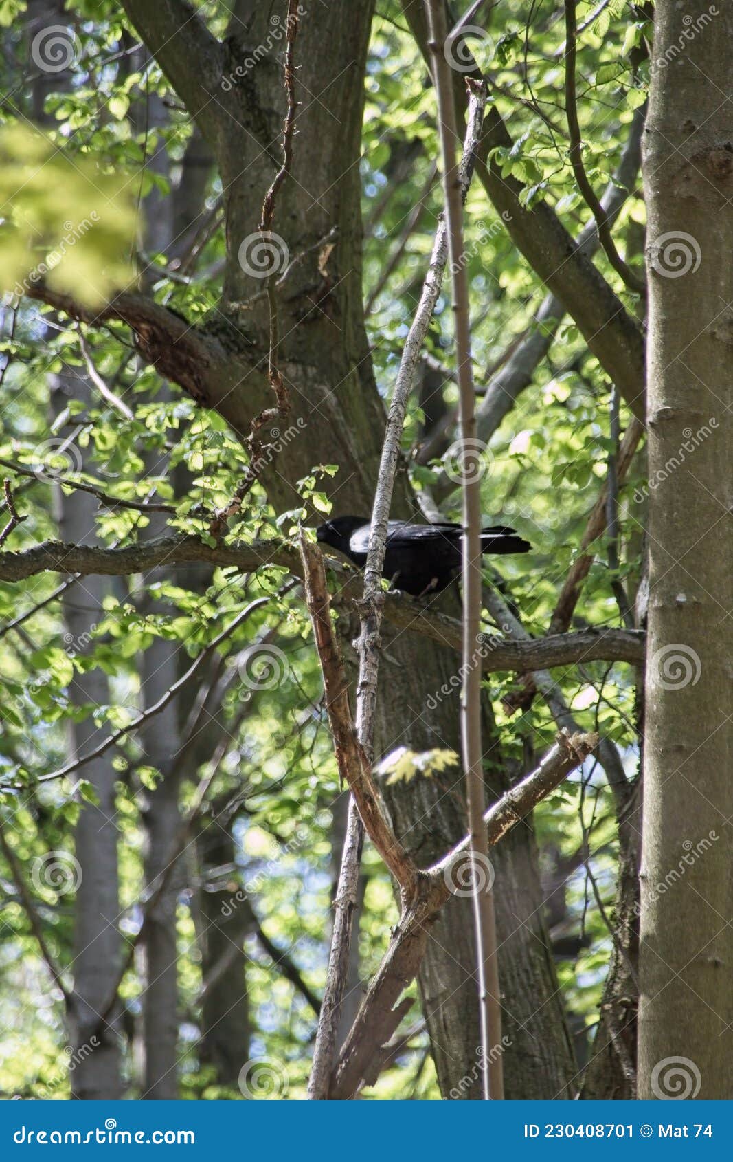 Crow on the ground stock image. Image of park, wildlife - 230408701
