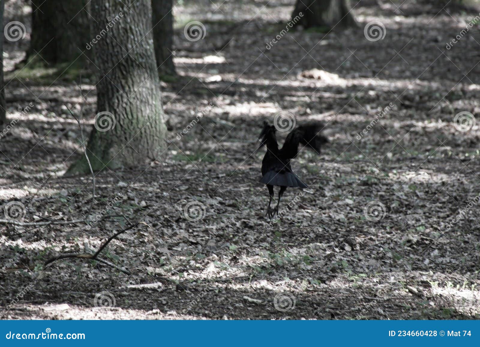 Crow on the ground stock photo. Image of wildlife, birds - 234660428