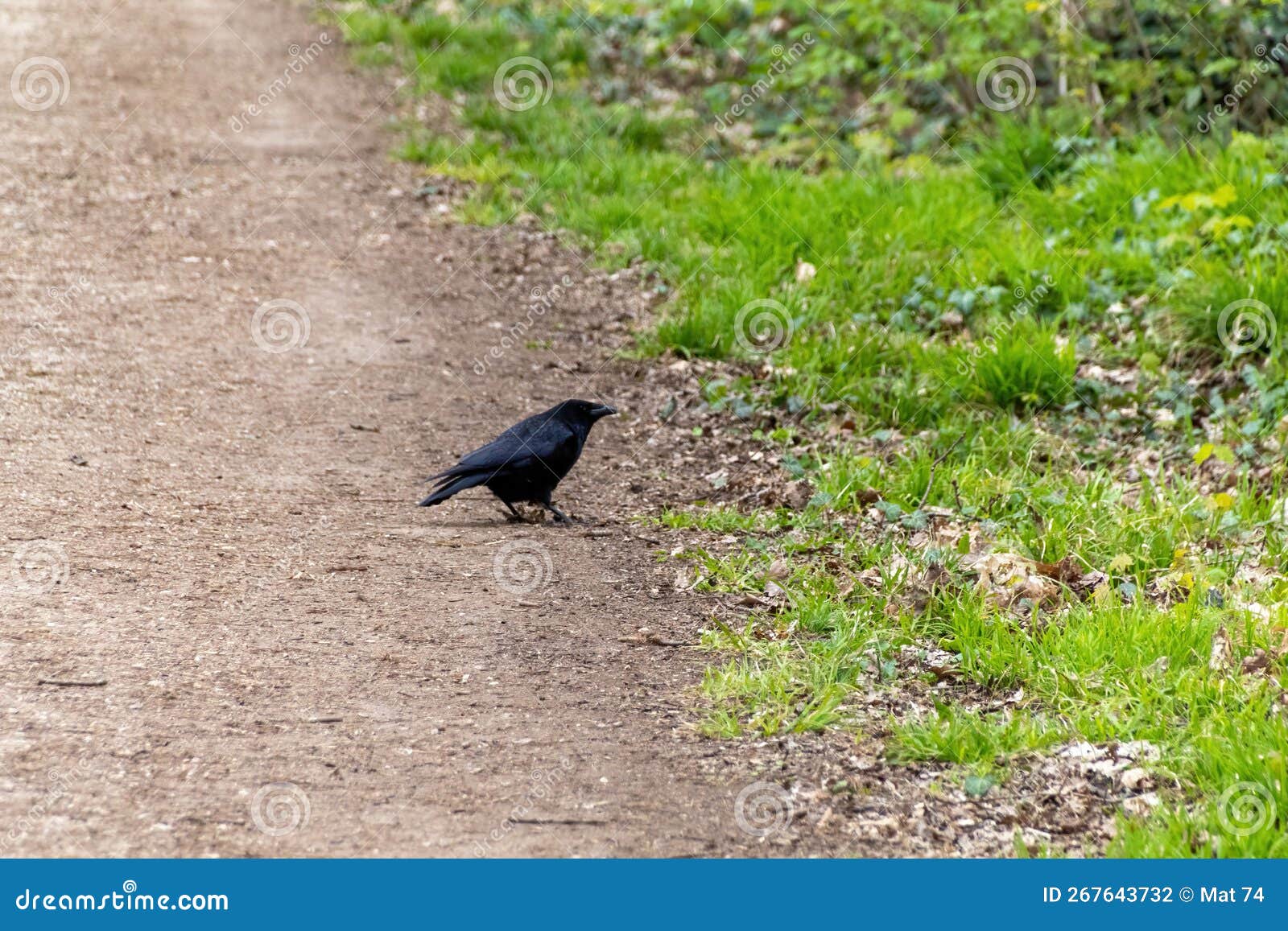 Crow on the ground stock photo. Image of white, heron - 267643732