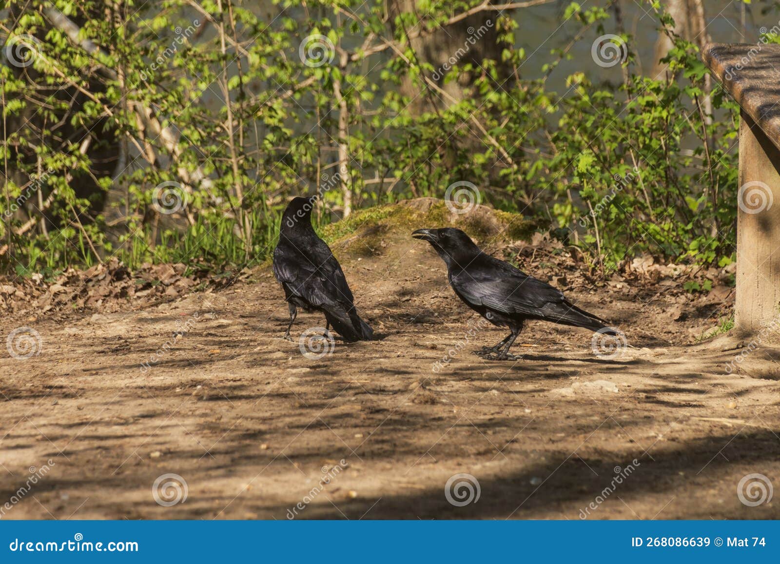 Crow on the ground stock image. Image of head, lizard - 268086639