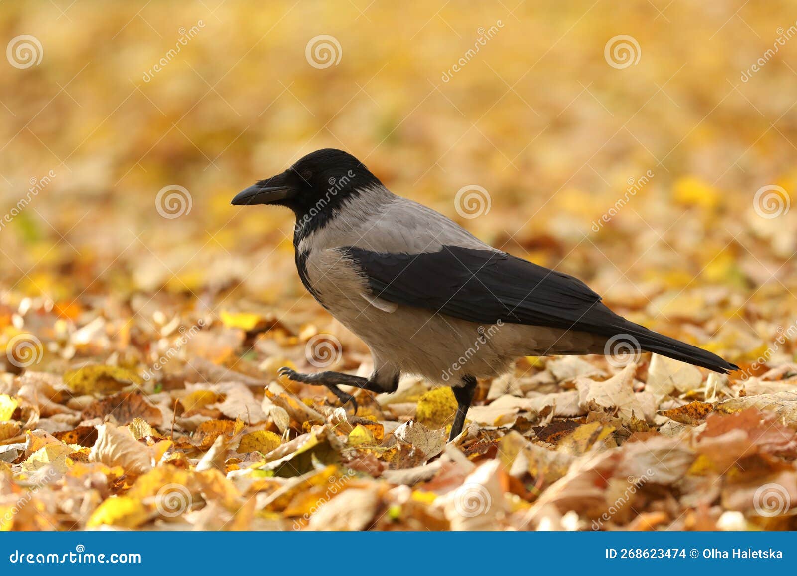 Crow on the Ground with Autumn Leaves Stock Photo - Image of raven ...