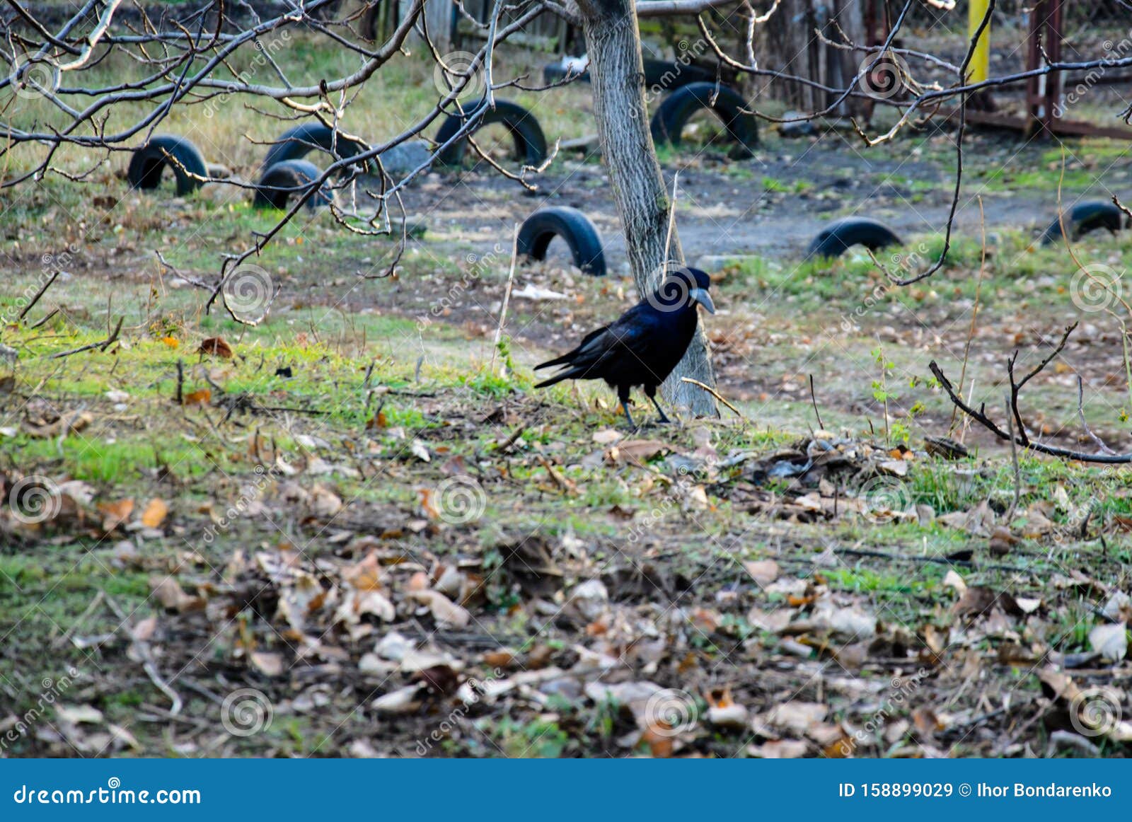 Crow on a Ground in a City Park Stock Image - Image of dark, beak ...