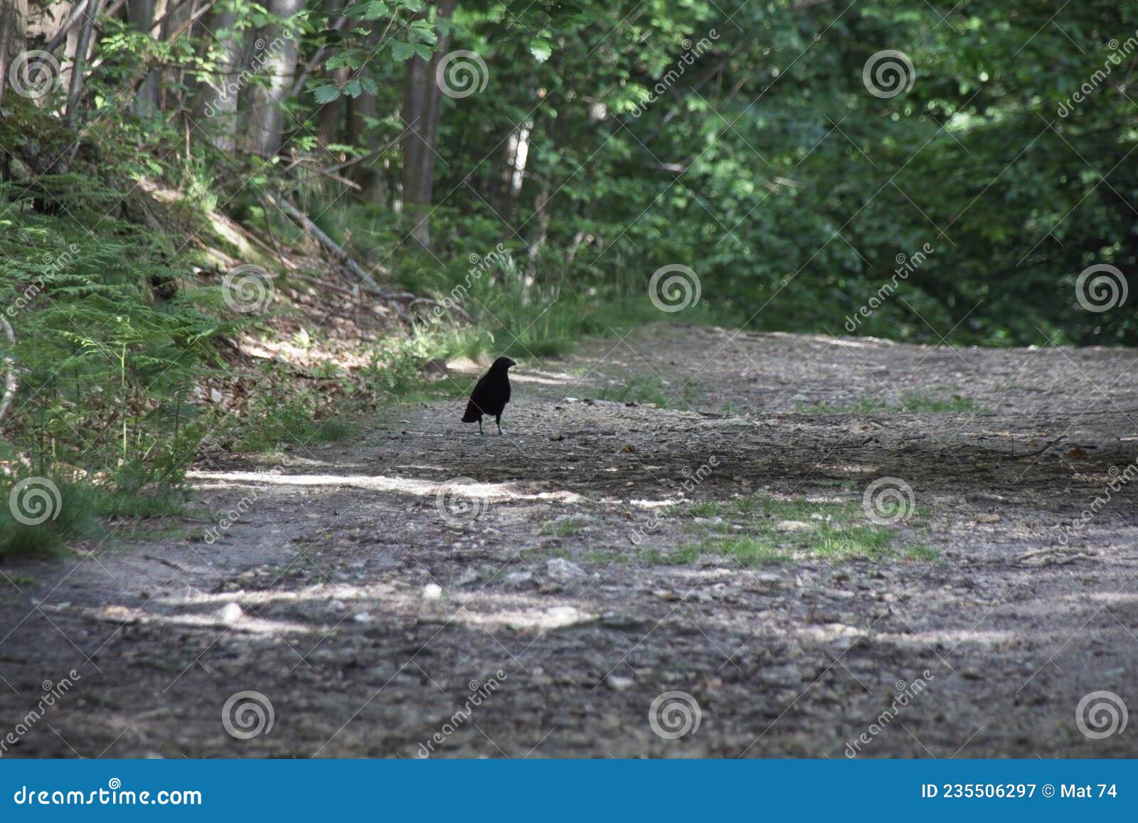 Crow on the ground stock image. Image of bird, white - 235506297