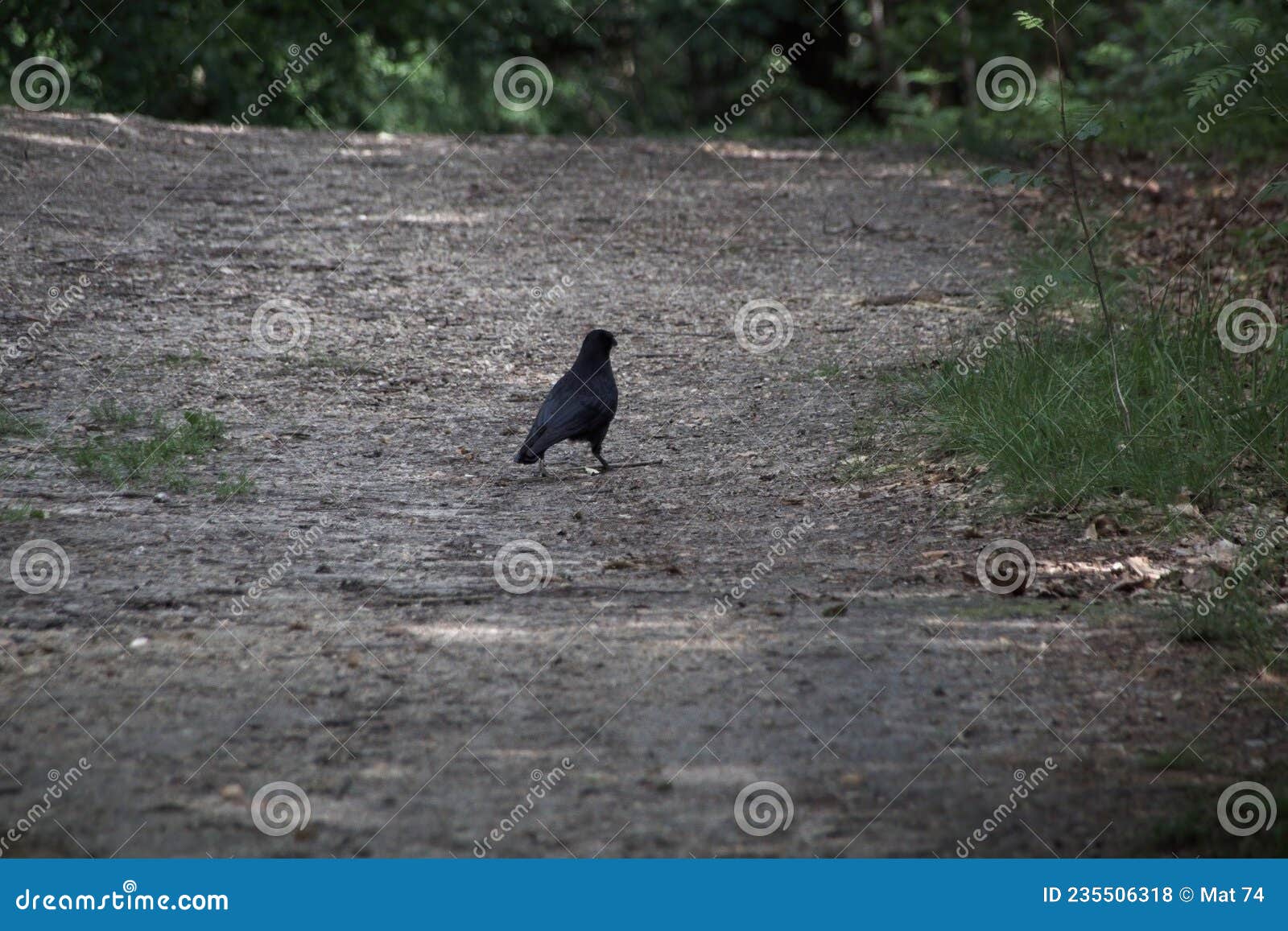 Crow on the ground stock photo. Image of beak, animal - 235506318