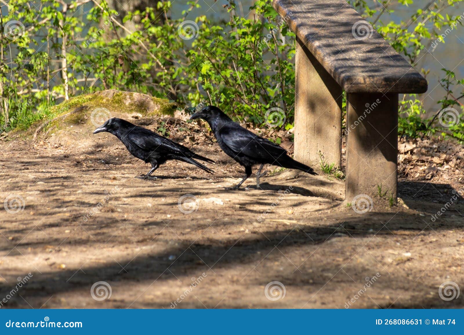 Crow on the ground stock image. Image of fauna, tree - 268086631