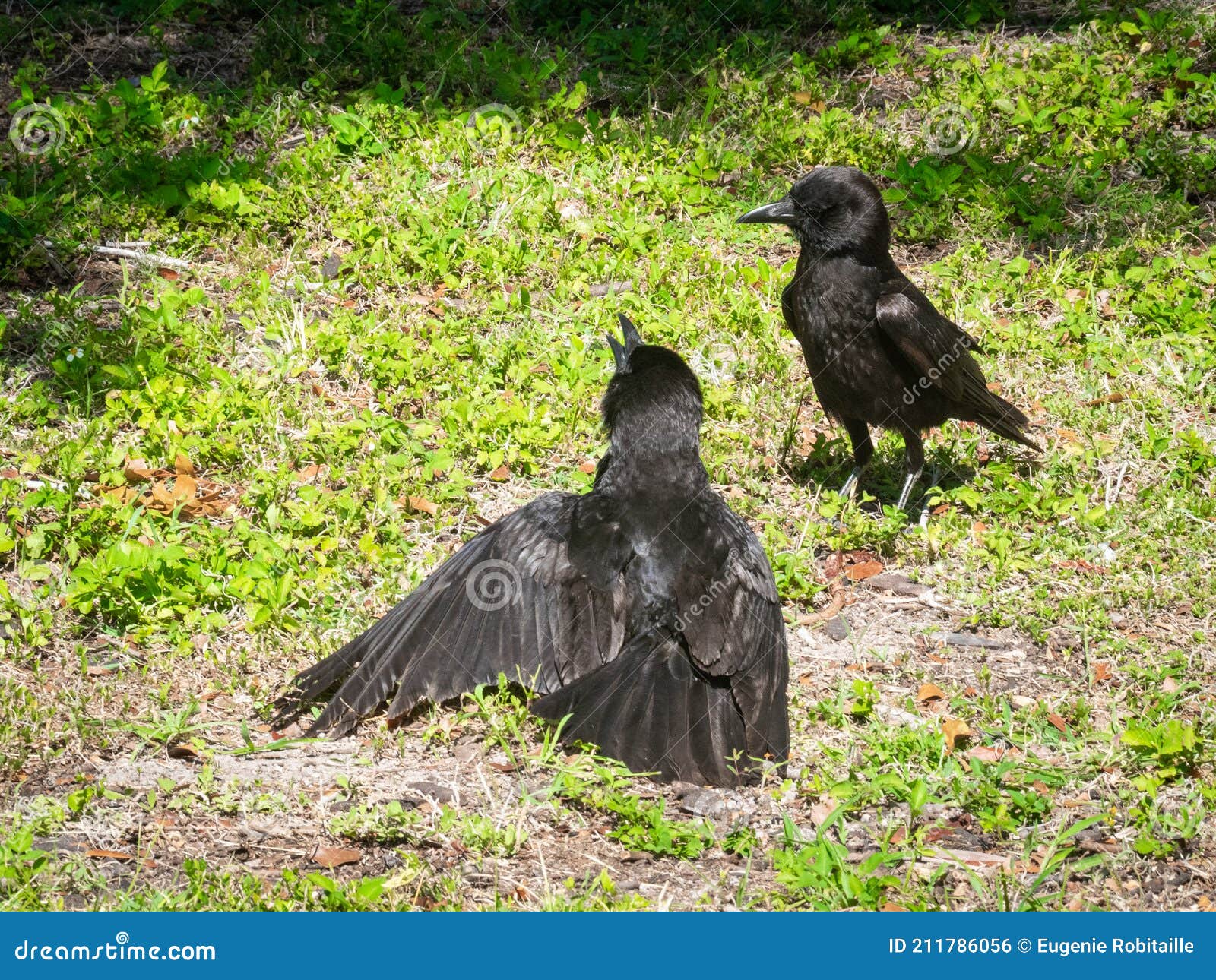 Crow on ground stock photo. Image of animal, short, black - 211786056