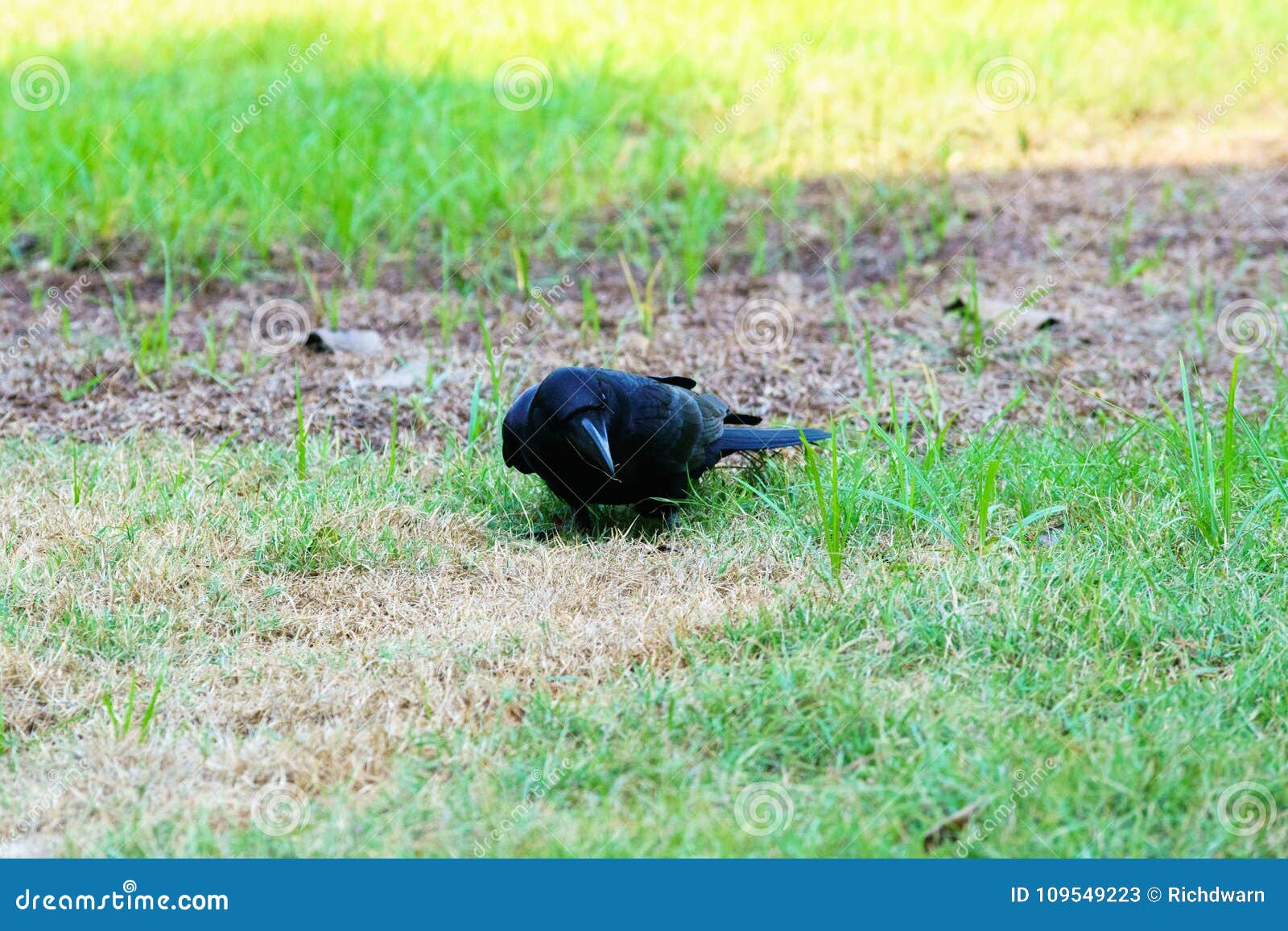 Crow is on the ground stock image. Image of animal, green - 109549223
